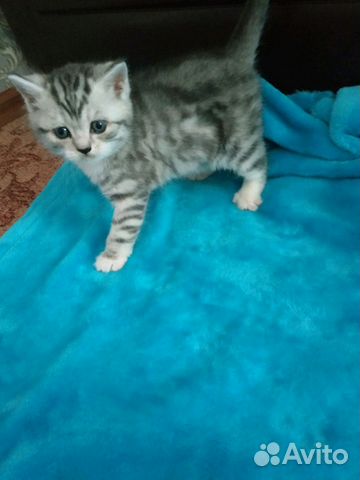 Британский котик + корм в подарок
