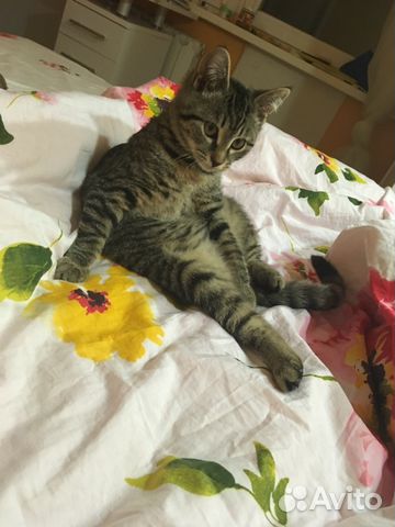 Кошка, 4.5 месяца