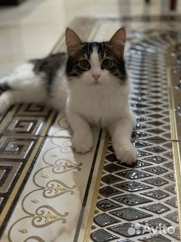 Котенок 3,5 мес мальчик домашний нежный