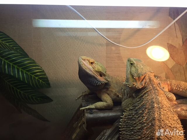 Бородатая агама