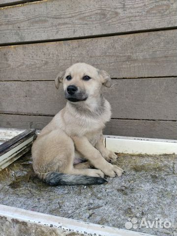 Гром ищет хозяина и дом