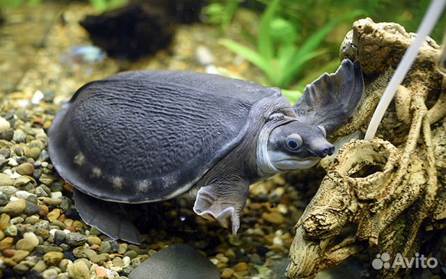 Черепаха свинорылая