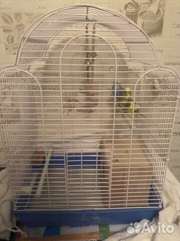 Попугай волнистый