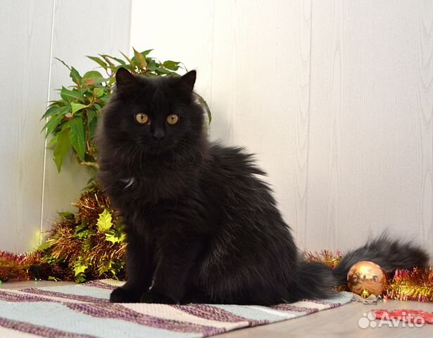 Львенок В добрые руки