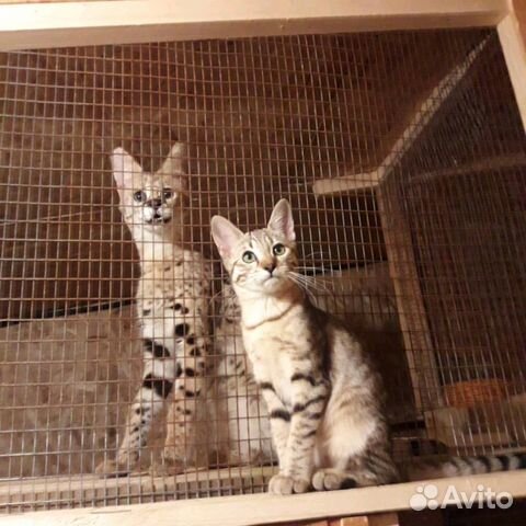 Девочка крупная 3 мес