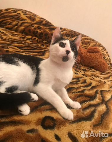 Плюшевый, очень хороший котенок Дюшес в дар