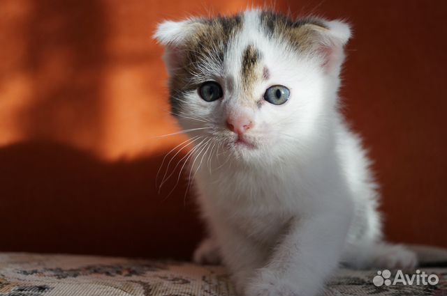 Шотландская вислоухая кошечка