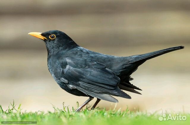 Продам черного дрозда