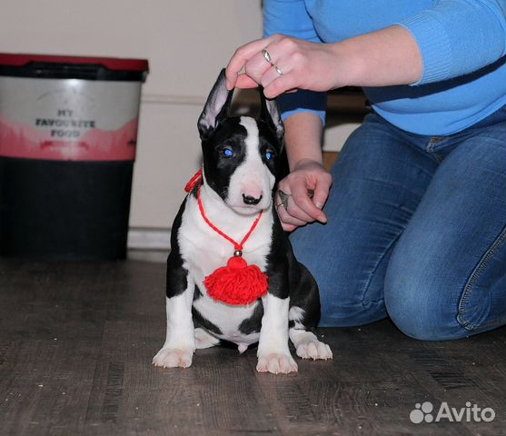 Буледетки стандарные