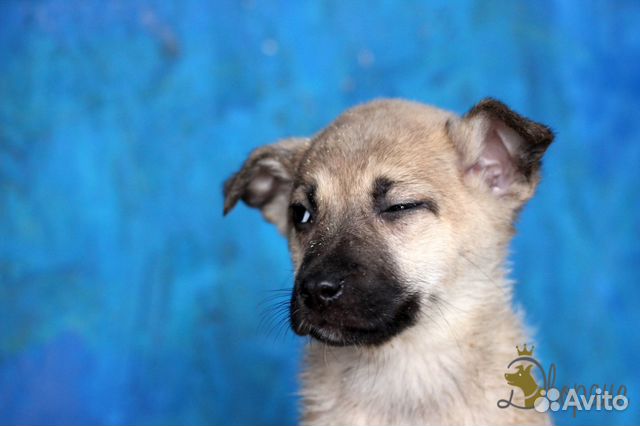 Ищем для Стешеньки надежную семью