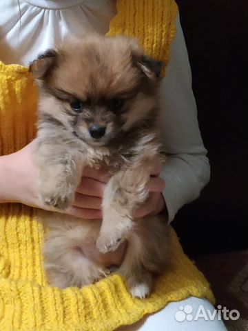 Щенок шпица