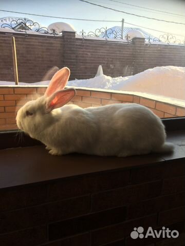 Белый Великан