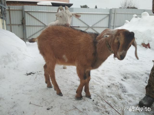 Обмен нубийского козла