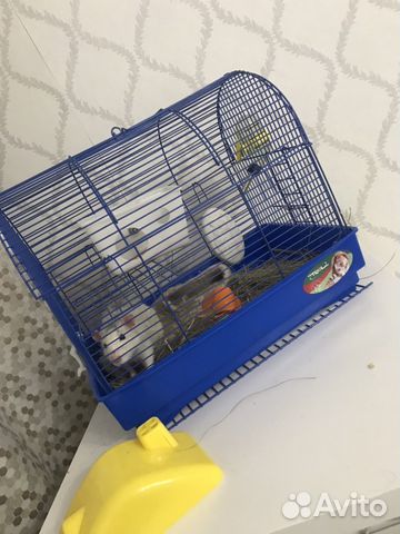 Крыса домашняя бесплатно