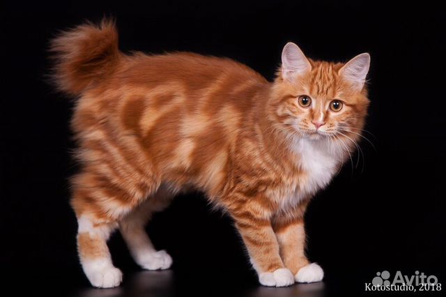 Мраморные котята Курильского бобтейла