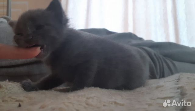 Котенок дымчатый мальчик