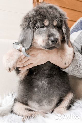 Щенки тибетского мастифа