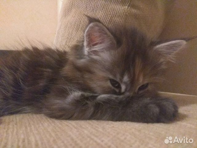 Котята-рысята