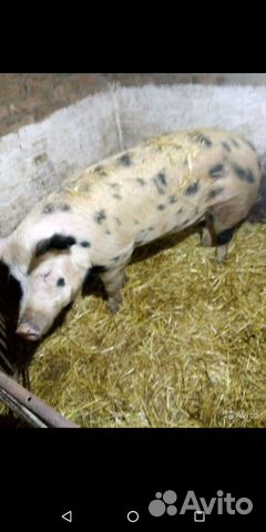 Кабан на племя