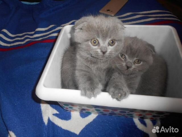 Котята голубые плюшевые и лиловая хайленд