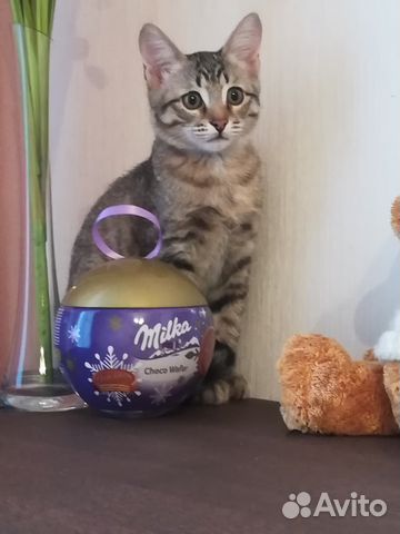 Кот Барсик в добрые руки