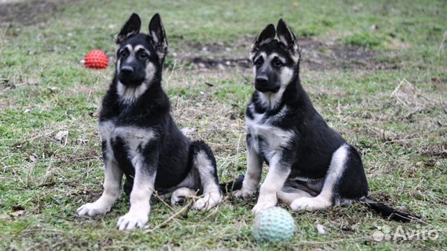 Щенки вео, документы РКФ