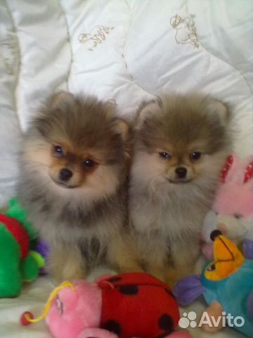 Мальчики померанчики с документами РКФ