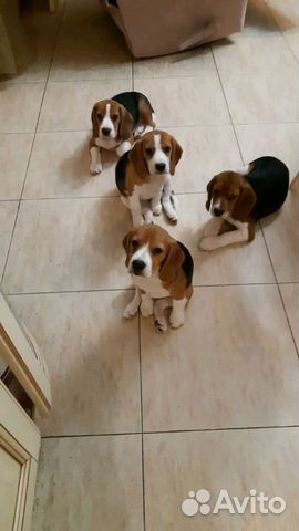 Щенки бигля