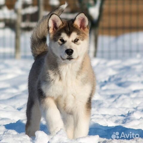 Элитные щенки Аляскинского маламута