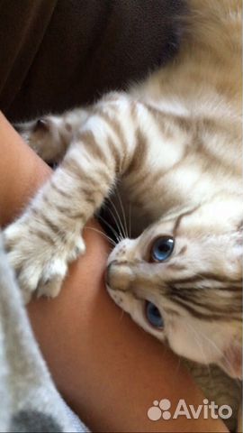 Чистокровная ласковая Бенгальская малышка девочка