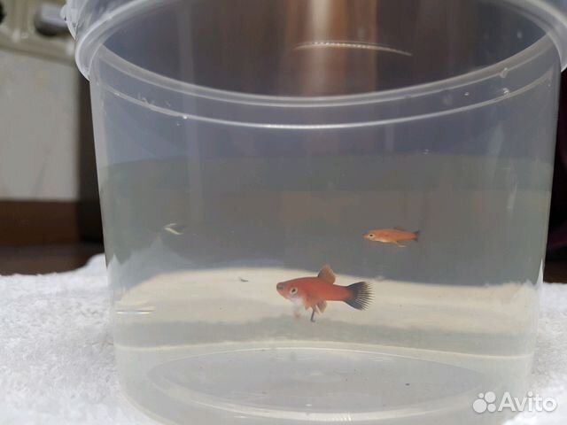 Меченосец мальки