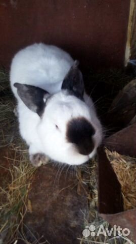 Продам крола