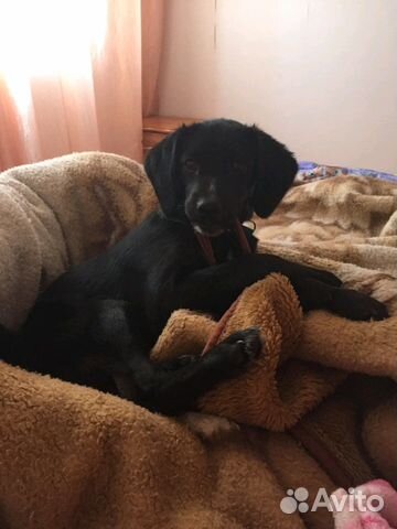 Английский Кокер спаниель