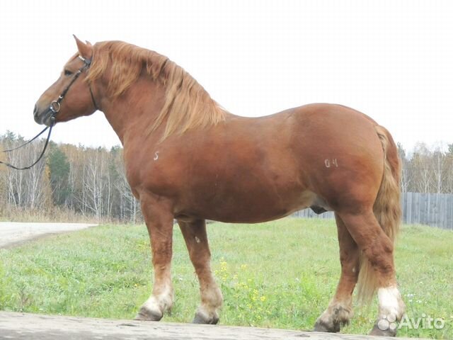 Жеребята русского тяжеловоза