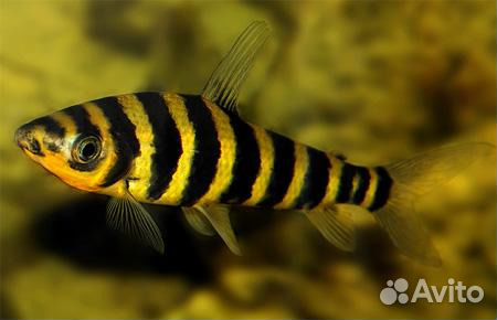 Лепорин полосатый