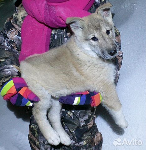 Щенок лайки