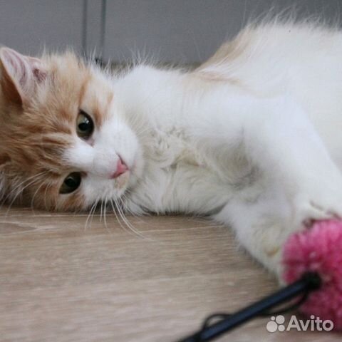 Солнечная кошечка Левушка нуждается в семье