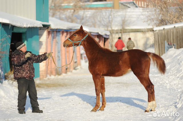 Русские и орловские рысаки
