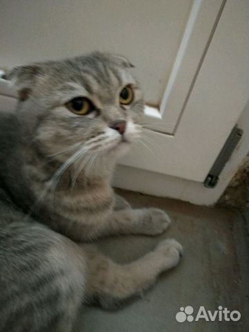 Шотландская кошка Вязка