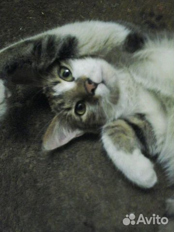 Мальчик котенок Тимошка 6мес метис серо-белый