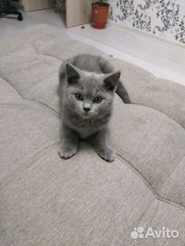 Британский котенок