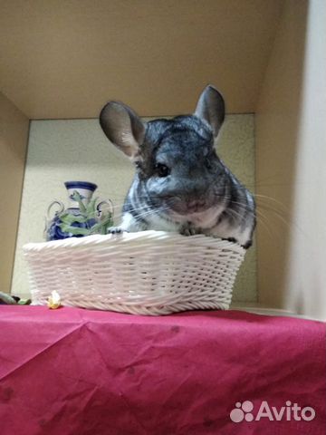 Шиншилла с клеткой
