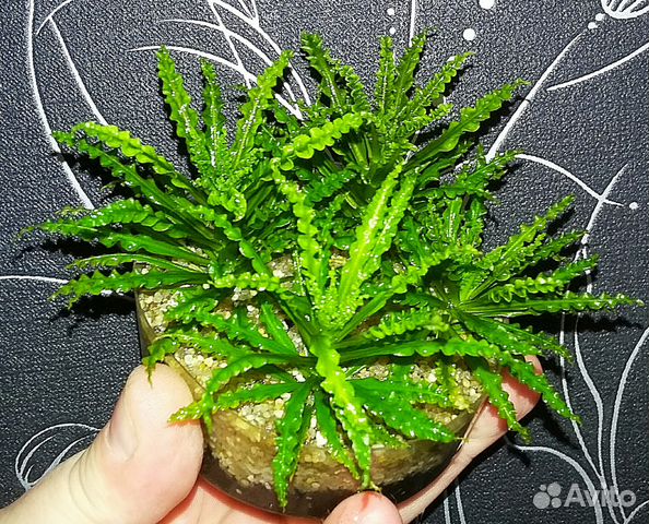 Pogostemon Helferi
