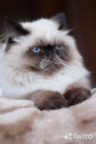 Кот перс ищет невесту
