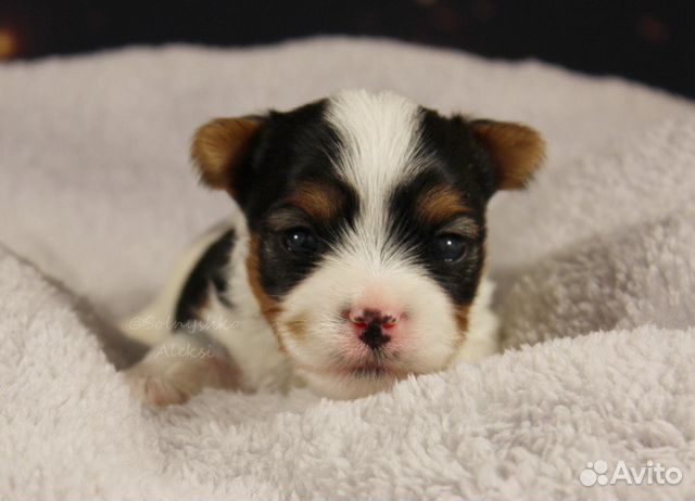 Щенки бивера для выставок или дома