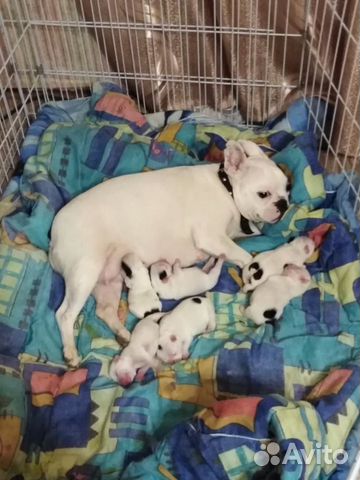 Французские бульдожки