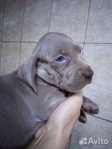 Высокопородные щенки веймаранера