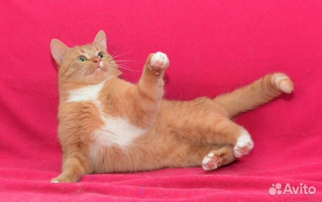 Бруно ищет дом