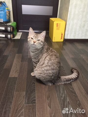 Кот британск породы