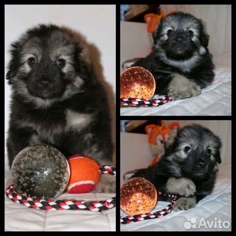 В добрые руки щенок